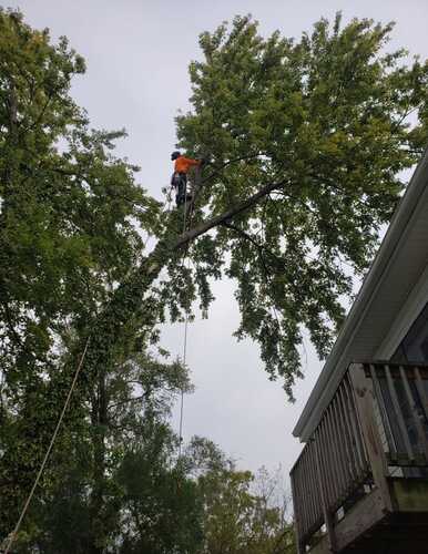 Tesla Tree Service